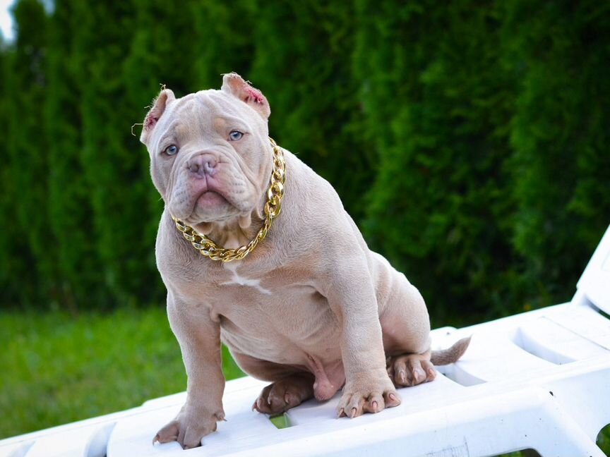 Американский булли щенок