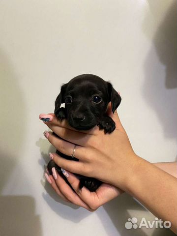 Продаём щеночка той-терьер