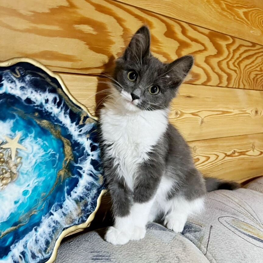Котенок в добрые руки