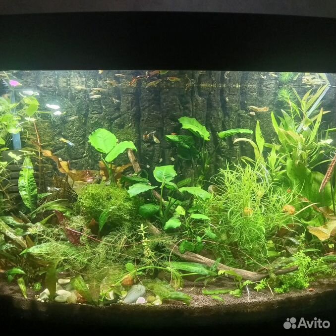 Аквариум с тумбой juwel vision 180