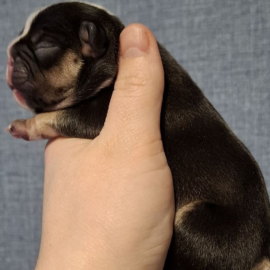 Французский бульдог, щенок