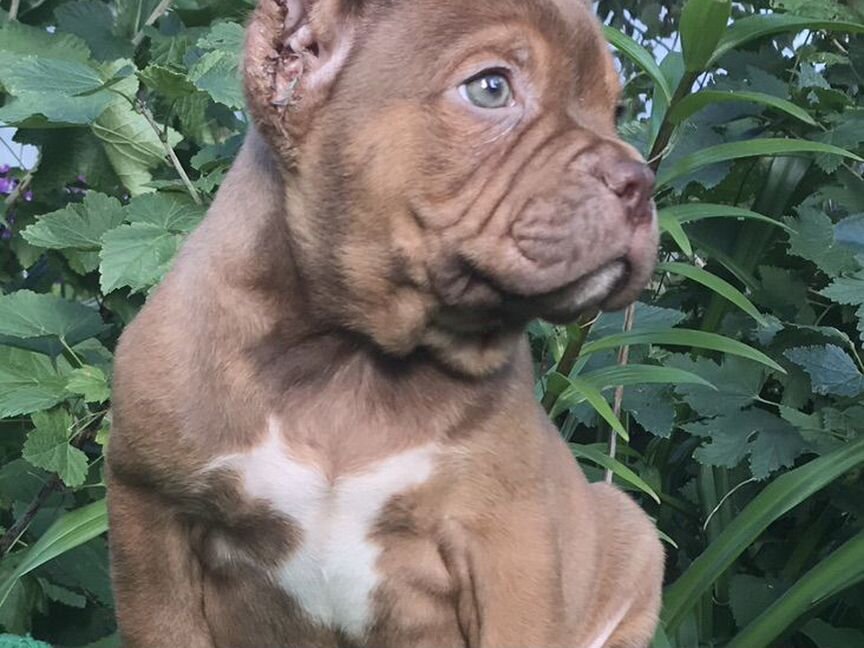 Американский булли