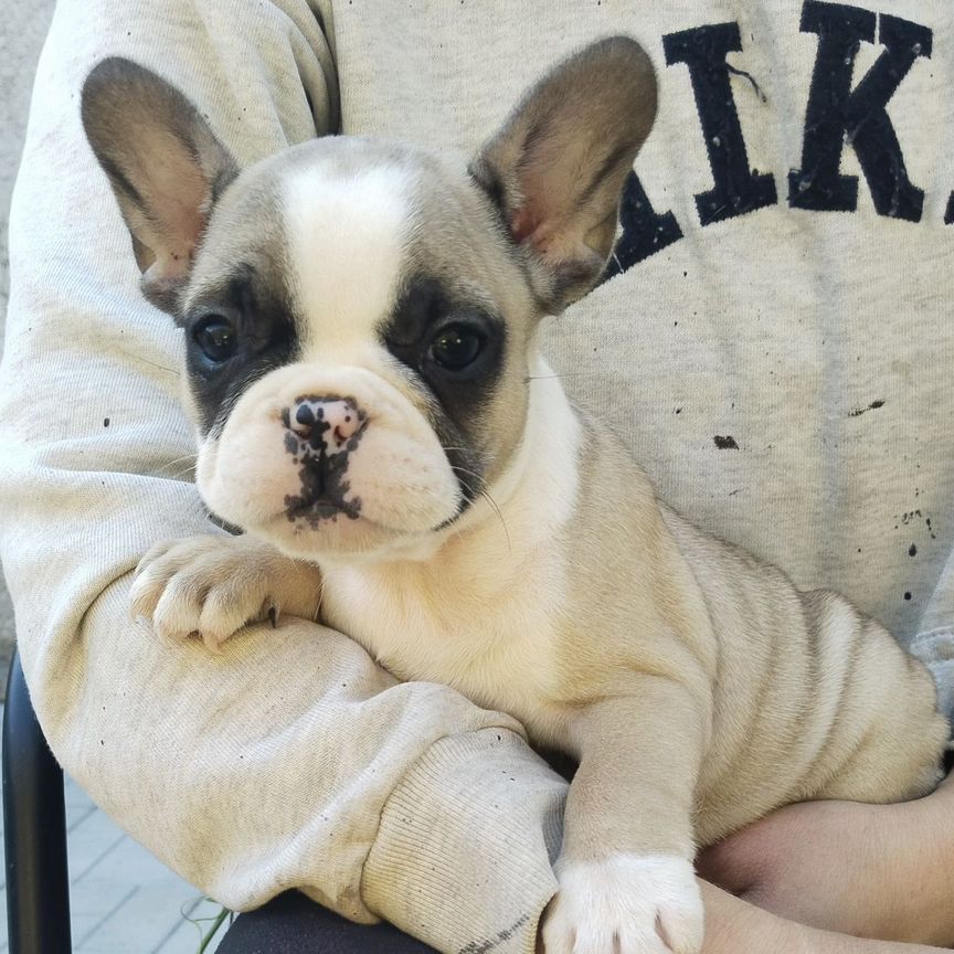 Продам щенков французского бульдога