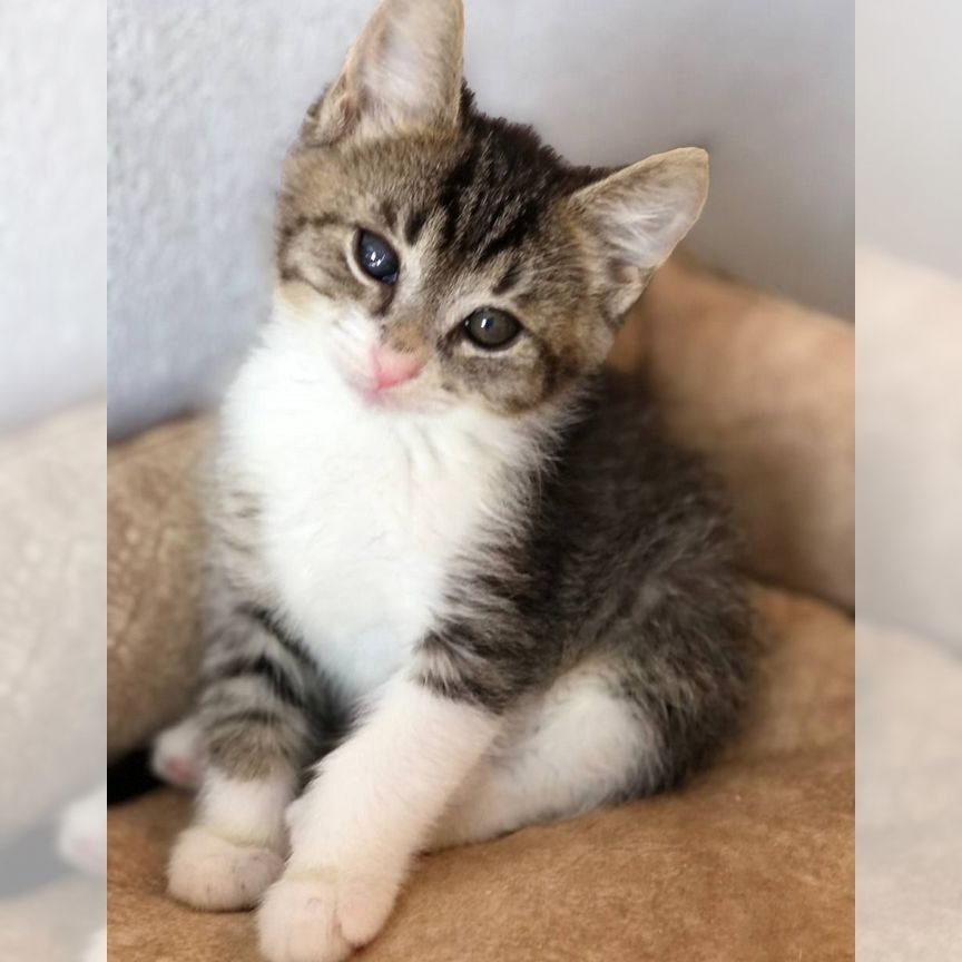 Котёнок Луи