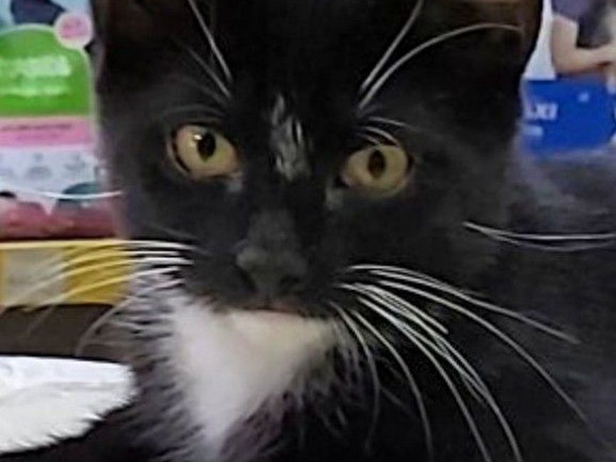 Котенок Боря