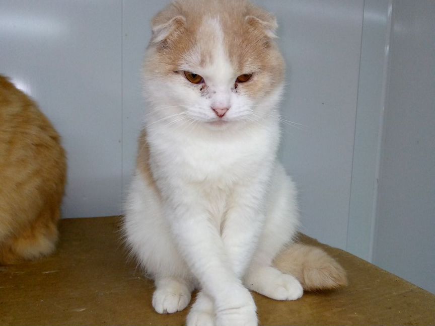 Вислоухий котик в добрые руки