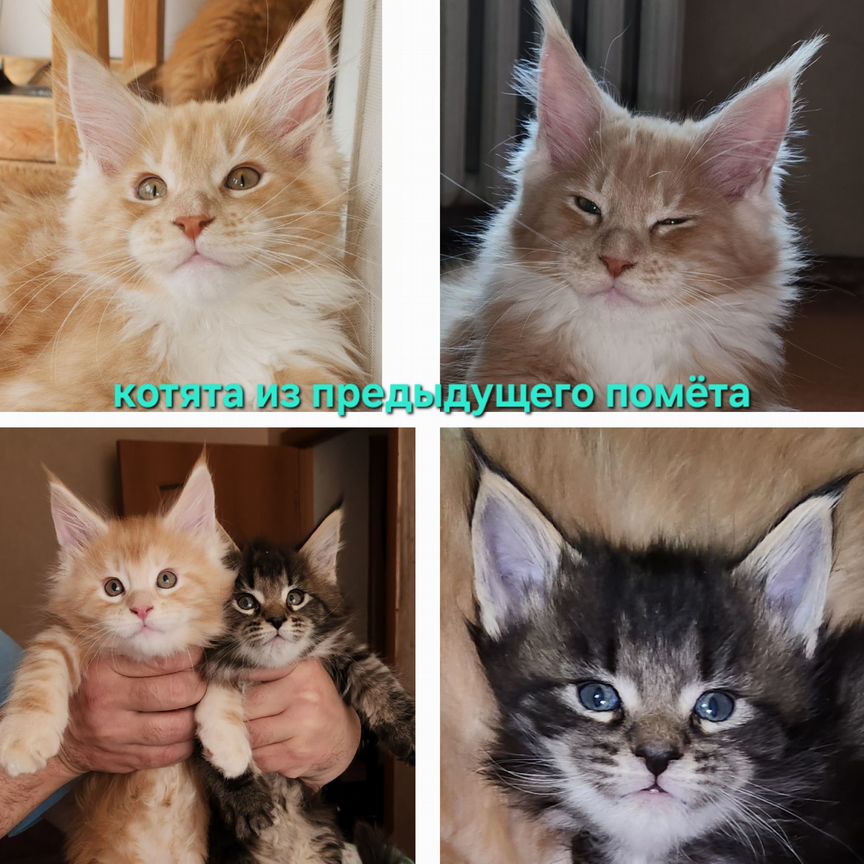 Мейн-кун котёнок