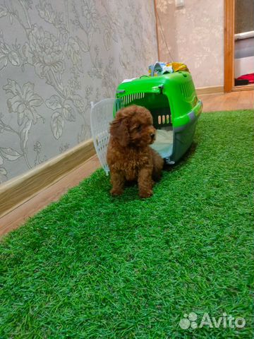 Красавица малышка