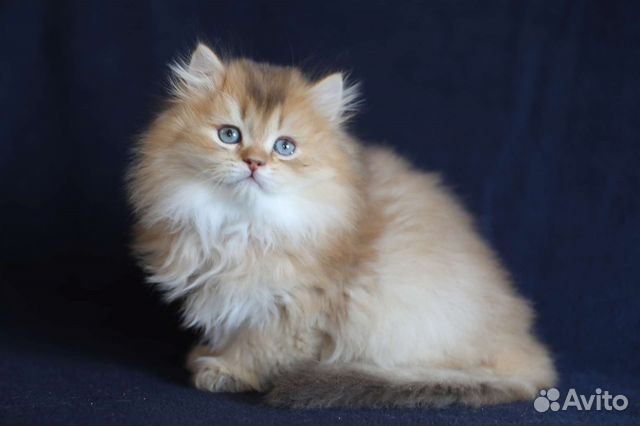 Британские котята золотая шиншилла