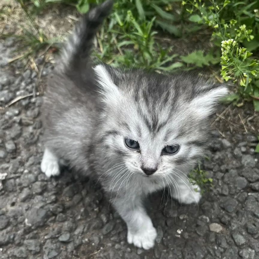 Сибирский котёнок