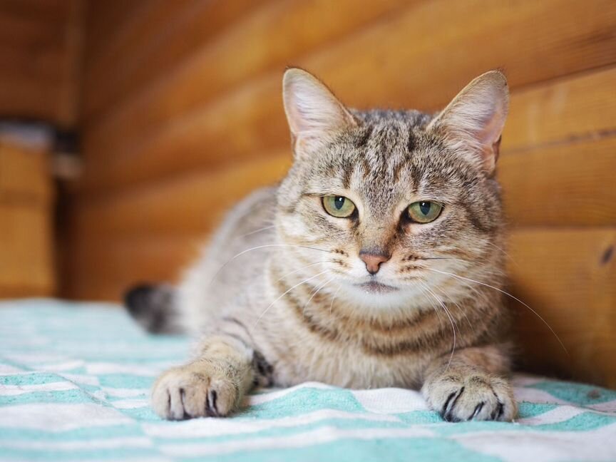 Ласковая, смешная кошка в дар