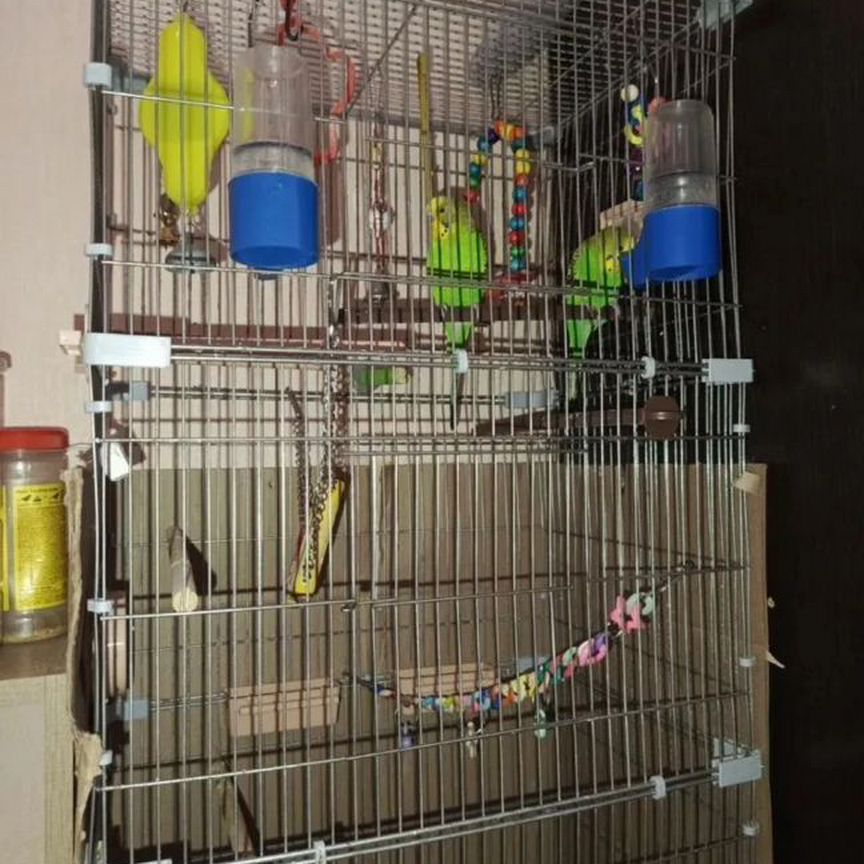 Волнистый попугай