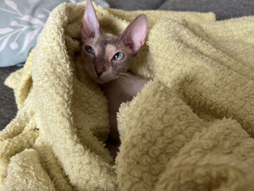 Кошки донской сфинкс