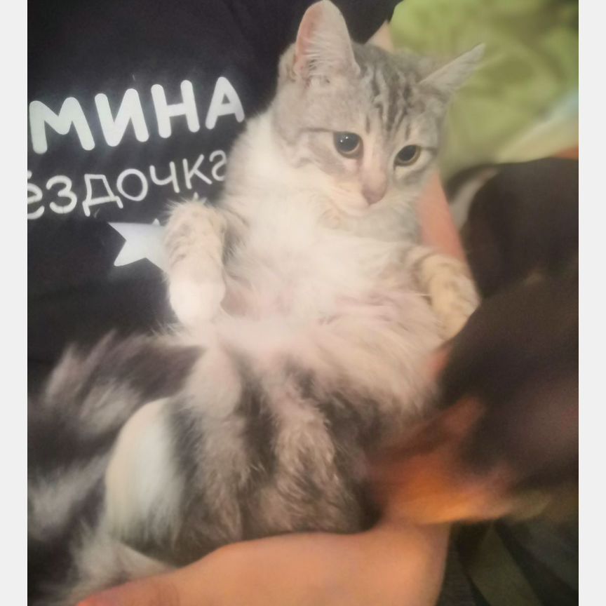 Котята