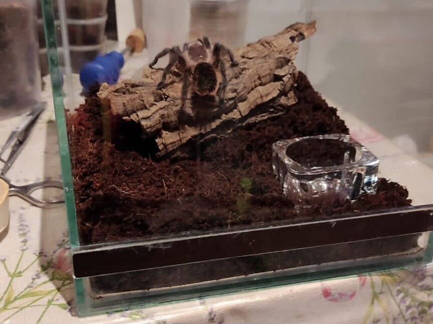 Террариум с паучком