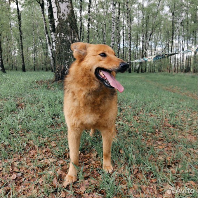 Лисенок ищет дом