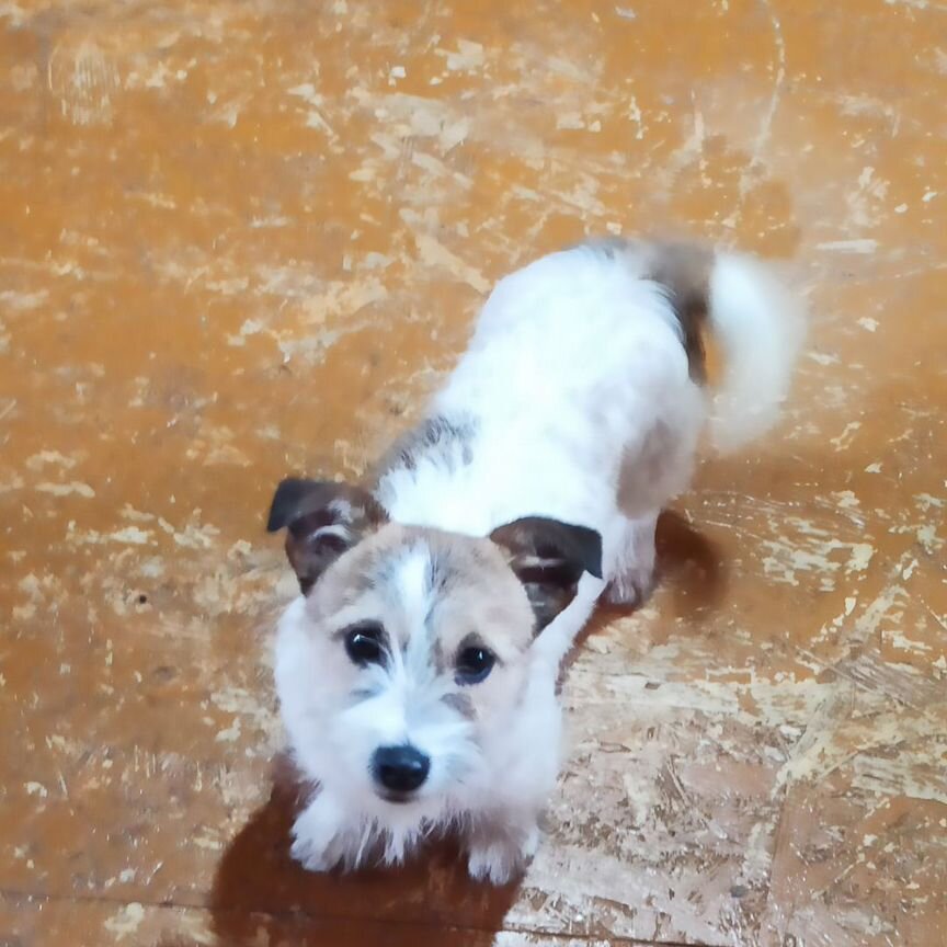 Джек рассел терьер