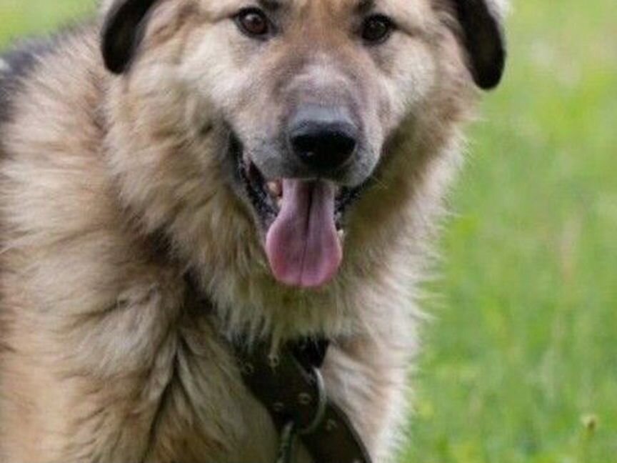 Метис Кавказца Куршан будет вам лучшим другом