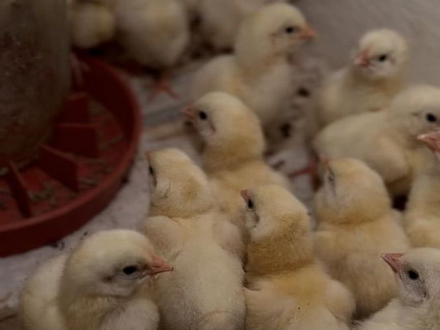 Цыпленок бройлер росс 308