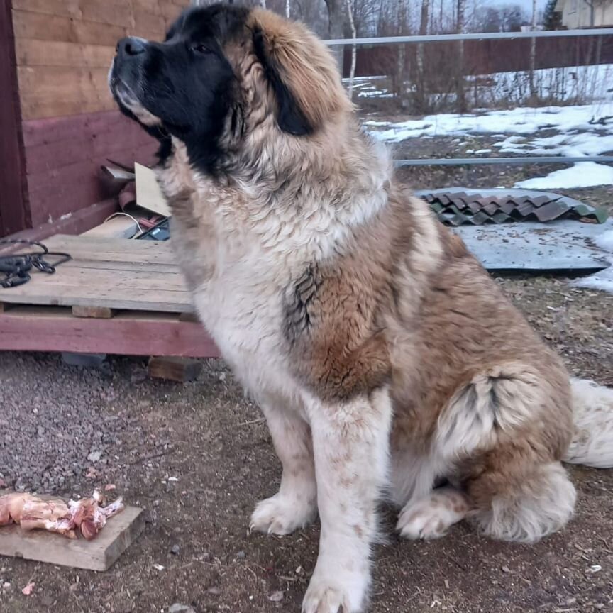 Московская сторожевая, взрослая собака