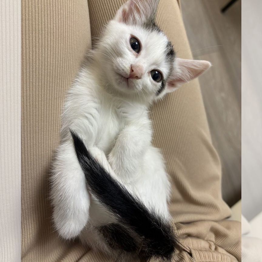 Кошечка 1,5 месяца