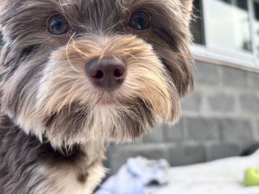 Вязка Йоркширский терьер стандарт