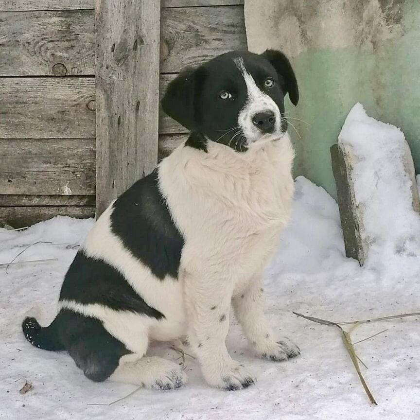 Юкос живет на улице, ищет дом. Щенок в добрые руки