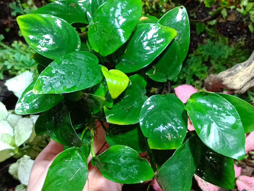 Анубиас мини на лаве