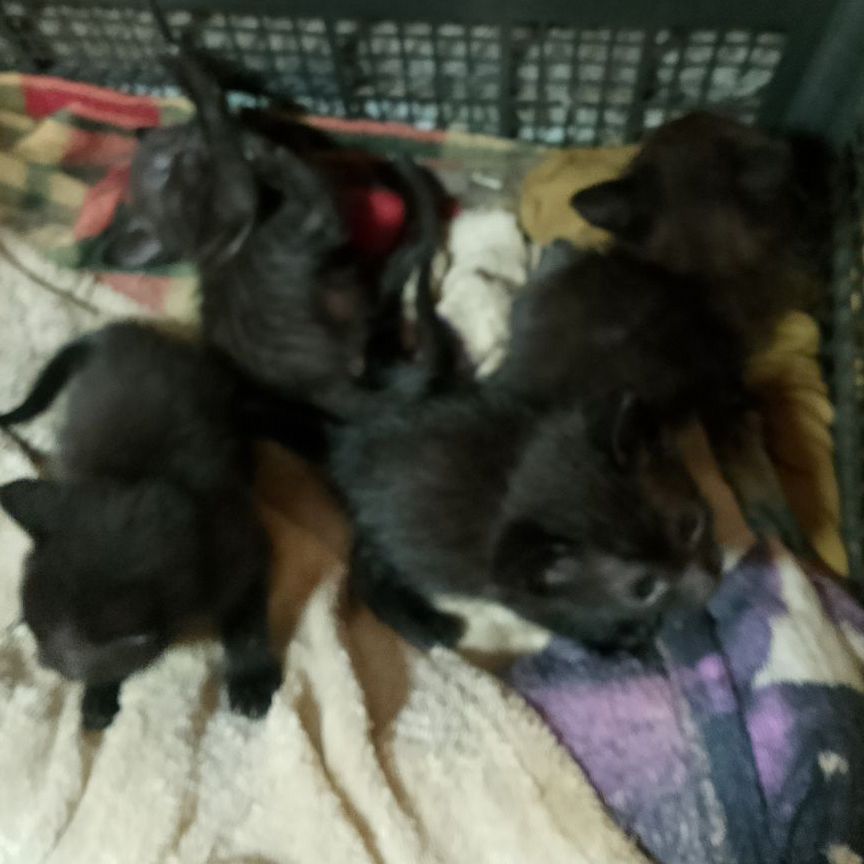 Котёнок в добрые руки