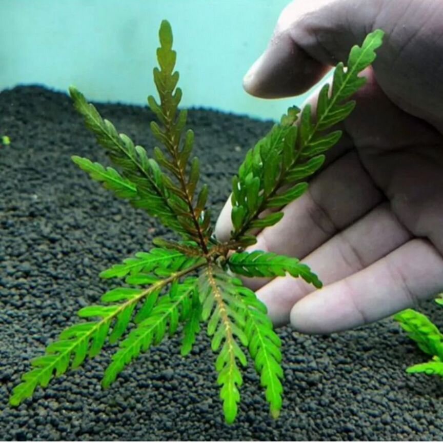 Аквариумные растения