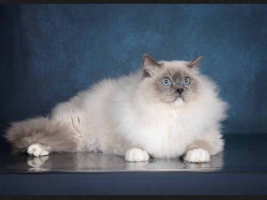 Кот рэгдолл