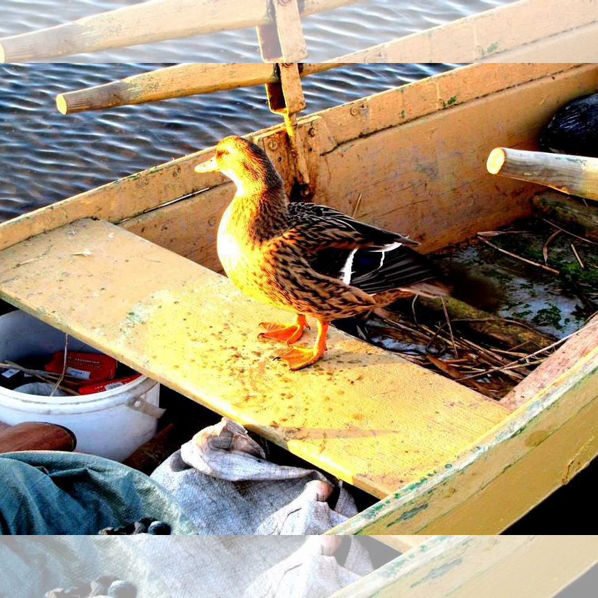 Подсадные утки