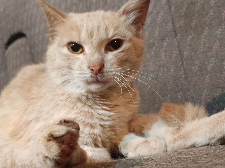 Кошечки, котятки и коты в добрые руки