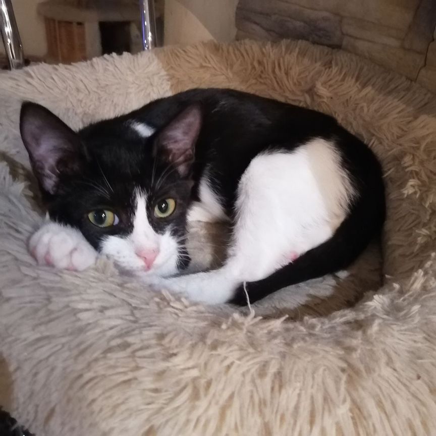 Котенок из приюта