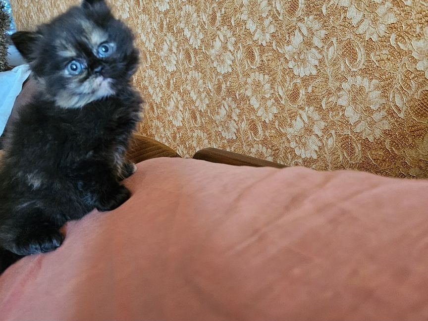 Британские котята