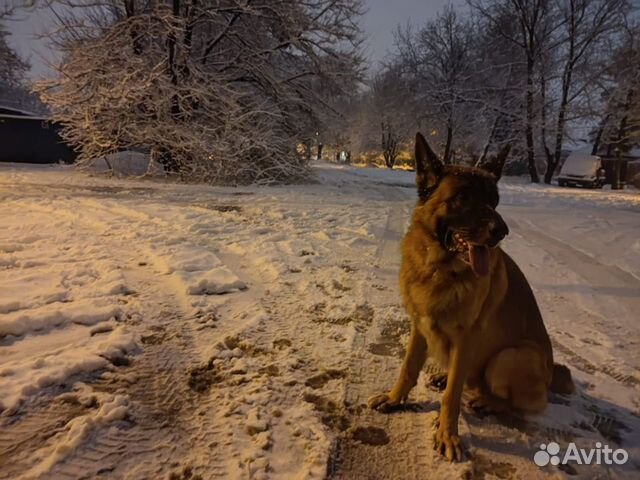 Немецкая овчарка вязка
