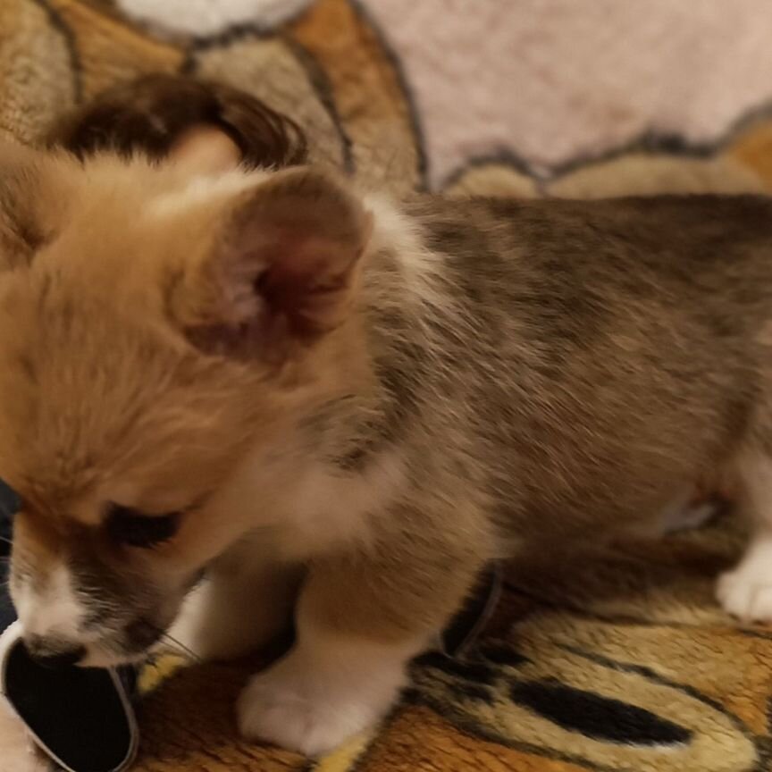 Лиса-Алиска