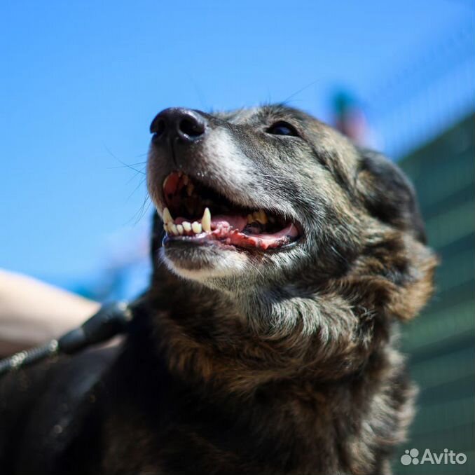 Очень нежная собачка Балин ищет дом