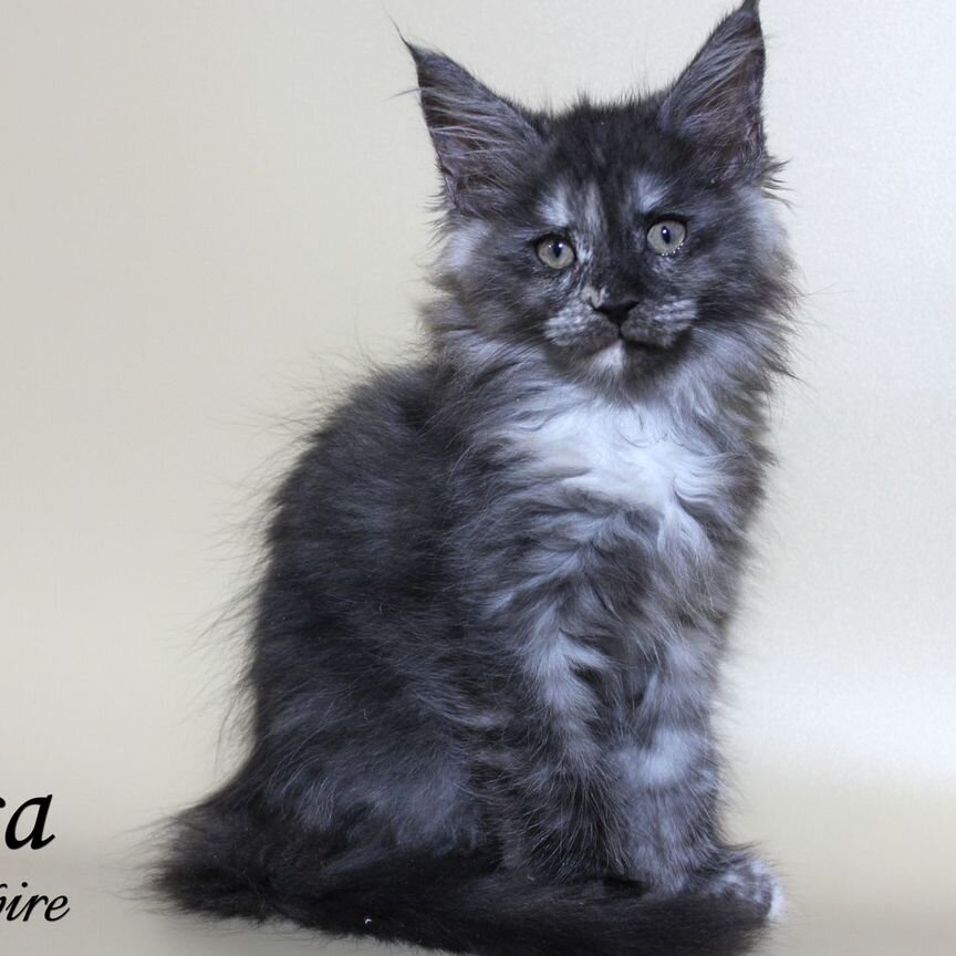 Мейн-кун котёнок