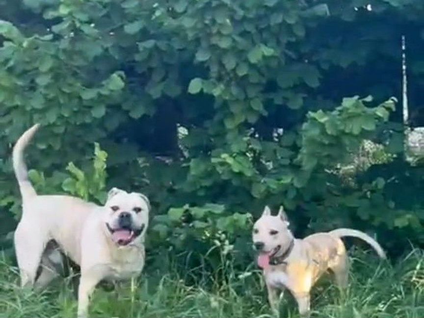 Щенки амстаффа