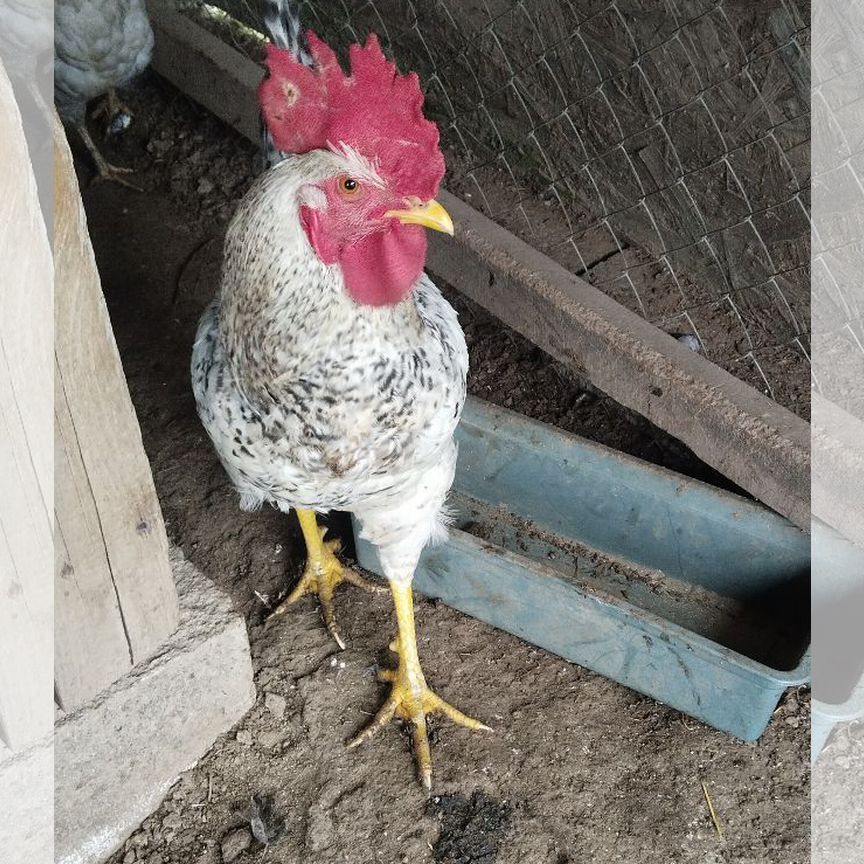 Молодые петухи