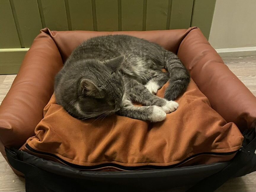 Автокресло для перевозки животных