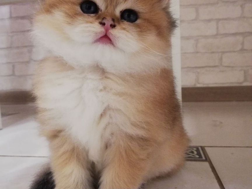 Котята британская золотая шиншилла