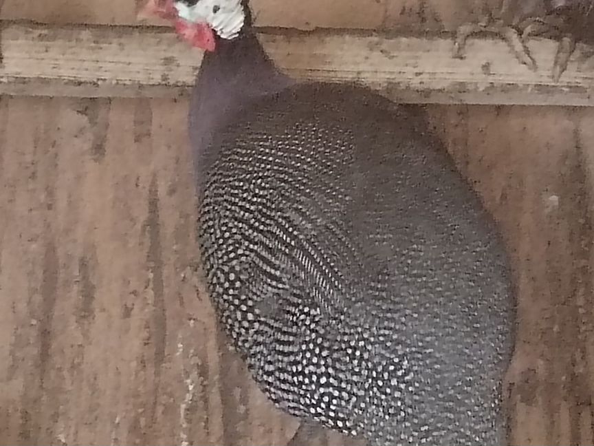 Цесарки самец