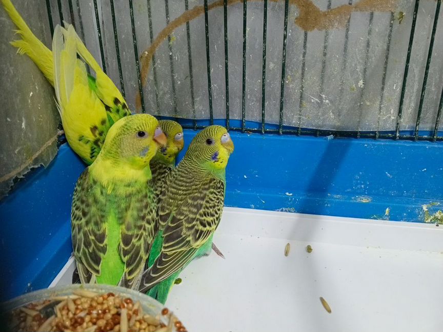 Волнистый попугай