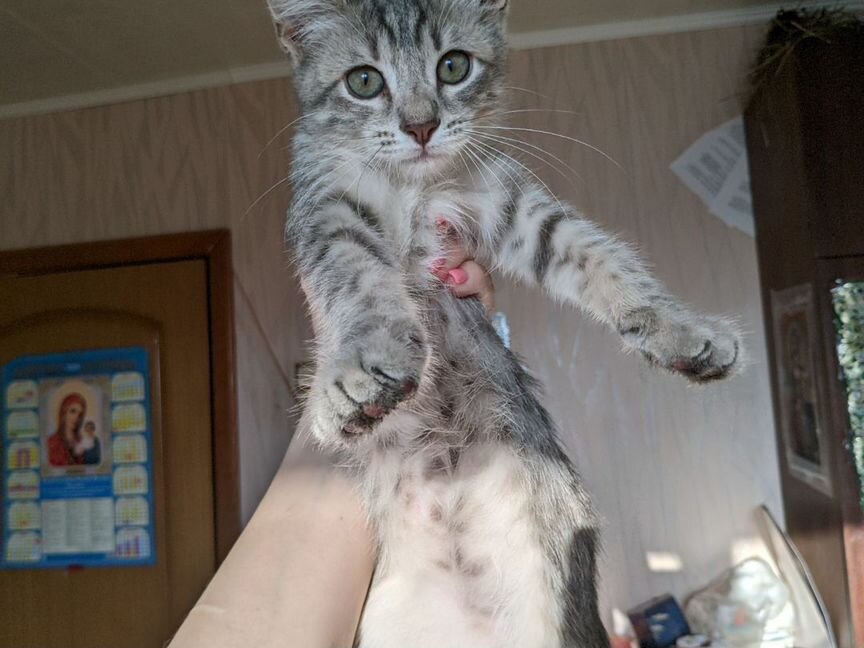 Котята в добрые руки SOS
