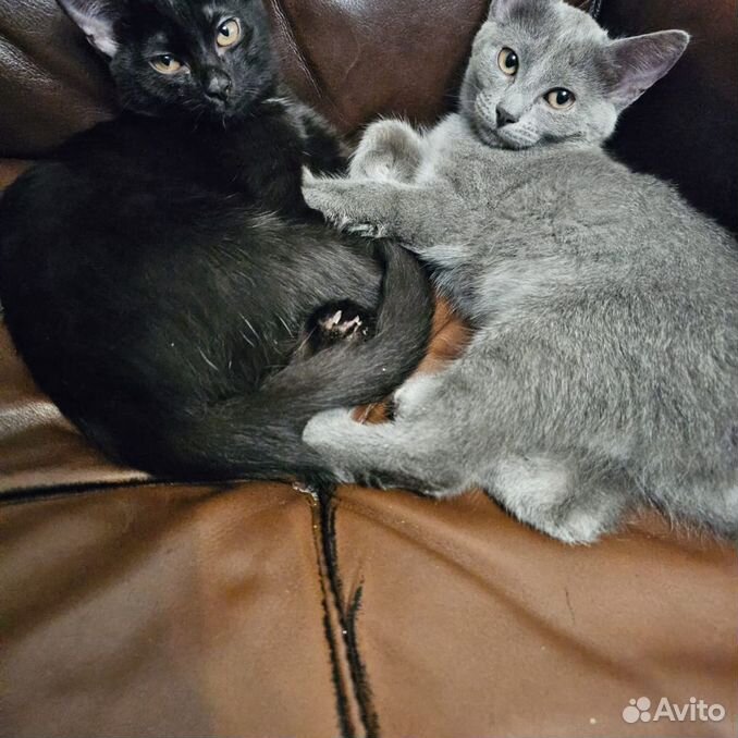Отдам бесплатно маленькую кошечку
