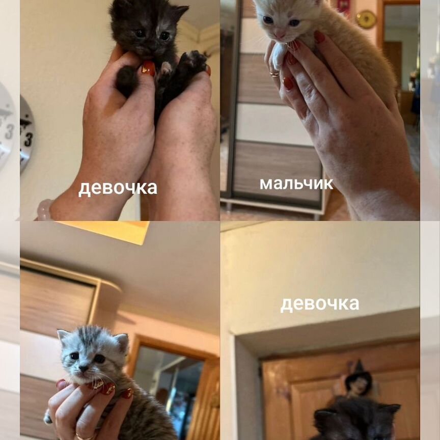 Котята в добрые руки бесплатно