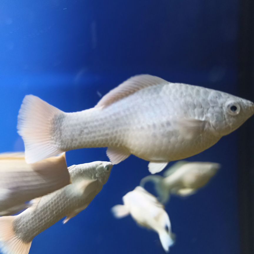 Велифера платина альбино