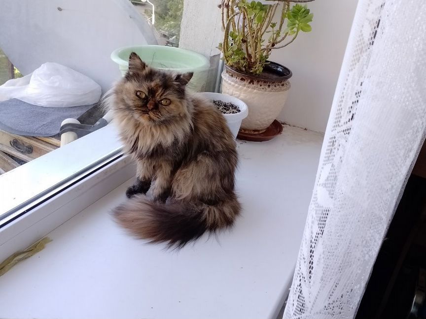 Кошка в добрые руки